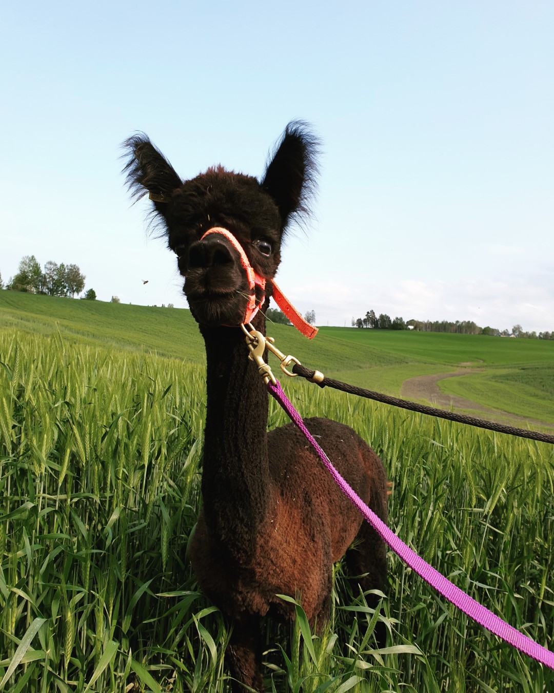 Alpakkavandring for veterinærstudenter – Alpakkavandring